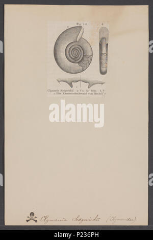 Polychaete worms. 19th century artwork showing the anatomy of two ...