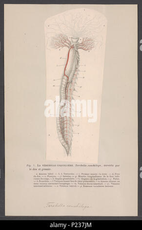 . Terebella conchilega 302 Terebella conchilega - - Print ...