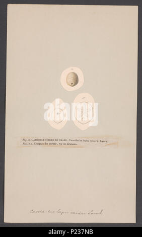 Cassidulus lapis cancri, Print Stock Photo - Alamy