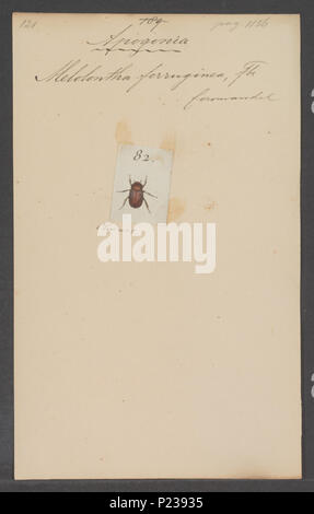 . Apogonia 20 Apogonia - Print - Iconographia Zoologica - Special ...