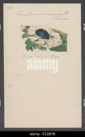 . Eumolpus 120 Eumolpus - Print - Iconographia Zoologica - Special ...