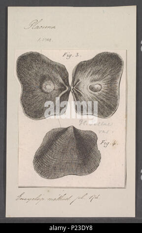 . Placuna sella 226 Placuna sella - - Print - Iconographia Zoologica ...