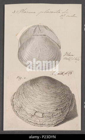 . Placuna placenta 226 Placuna placenta - - Print - Iconographia ...