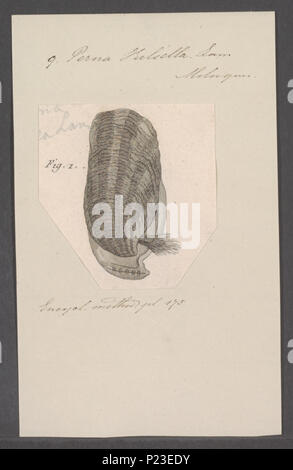 . Isognomon legumen syn. Perna legumen 221 Perna legumen - - Print ...