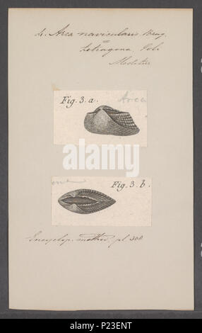 Arca navicularis, Print Stock Photo - Alamy