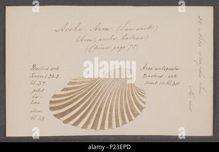 . Arca scapha 21 Arca scapha - - Print - Iconographia Zoologica ...