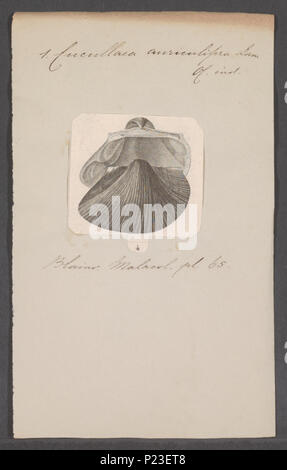 . Cucullaea 71 Cucullaea - Print - Iconographia Zoologica - Special ...