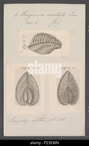 Trigonia, Print, Trigonia is an extinct genus of saltwater clams ...