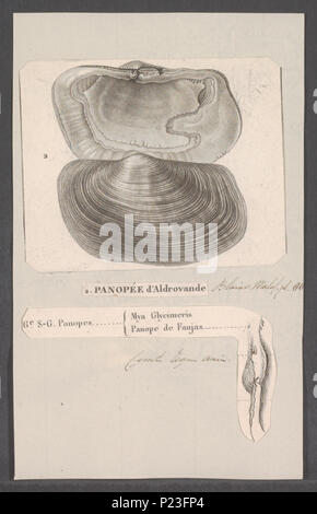 Panopaea aldrovandi, Print Stock Photo - Alamy