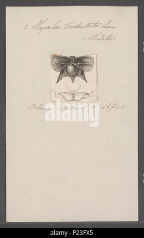 . Cavolinia tridentata syn. Hyalaea tridentata 153 Hyalea tridentata - - Print - Iconographia ...