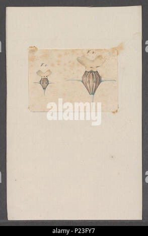 . Cleodora spec 62 Cleodora spec. - - Print - Iconographia Zoologica ...