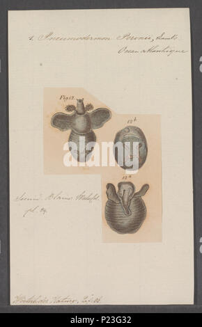 Pneumodermon peronii, Print Stock Photo - Alamy