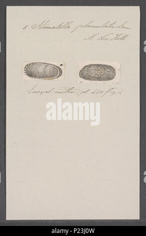 297 Stomatella - Print - Iconographia Zoologica - Special Collections University of Amsterdam ...