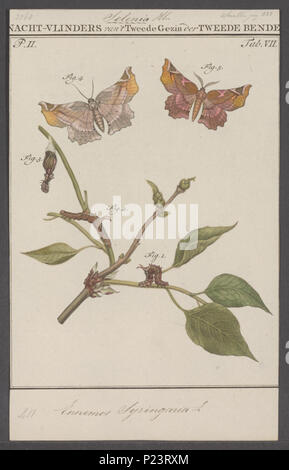 . Pericallia 220 Pericallia - Print - Iconographia Zoologica - Special ...