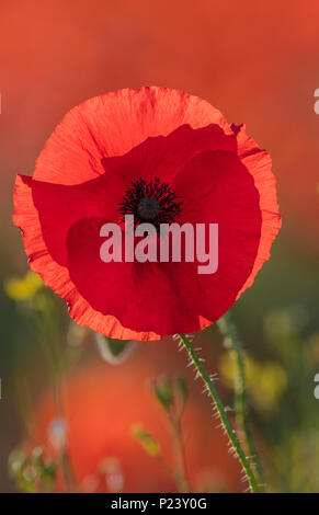 Rede poppy with back lighting Stock Photo - Alamy