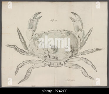 . Cancer pagurus 48 Cancer pagurus - - Print - Iconographia Zoologica ...