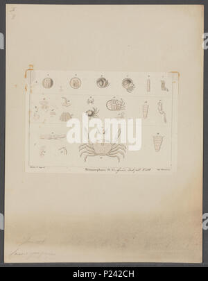 . Cancer pagurus 48 Cancer pagurus - - Print - Iconographia Zoologica ...