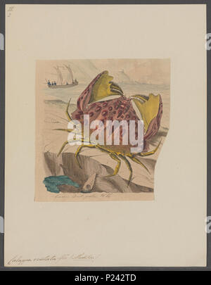 . Calappa cristata 46 Calappa cristata - - Print - Iconographia ...