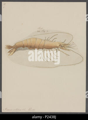 Penaeus setiferus, Print Stock Photo - Alamy