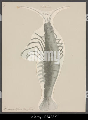 . Litopenaeus setiferus syn. Penaeus setiferus 220 Penaeus setiferus ...