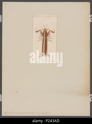 Squilla quadrispinosa, Print Stock Photo - Alamy