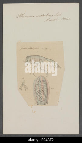 . Phronima sedentaria 223 Phronima sedentaria - - Print - Iconographia ...