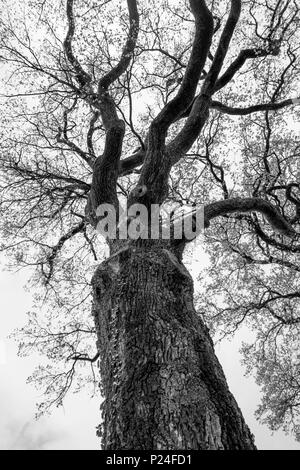 White Oak, Bark, Quercus, Tree bark, Oak, Trunk, Quercus alba, Texture ...