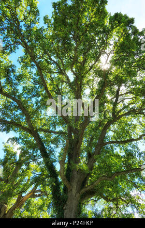 Tree, oak tree in spring, Bavaria, Germany Stock Photo - Alamy