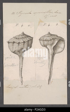 Pyrula spirillus, Print Stock Photo - Alamy