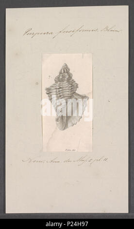 Purpura fusiformis, Print Stock Photo - Alamy