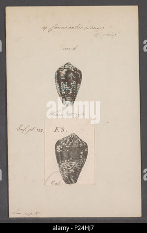 . Conus 66 Conus - Print - Iconographia Zoologica - Special Collections ...