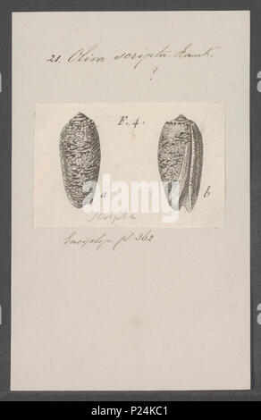 Oliva scripta, Print, Oliva scripta is a species of sea snail, a marine ...