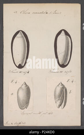 Oliva candida, Print Stock Photo - Alamy