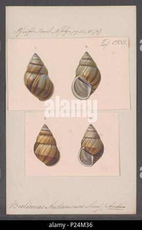 Bulimus andamensis, Print Stock Photo - Alamy