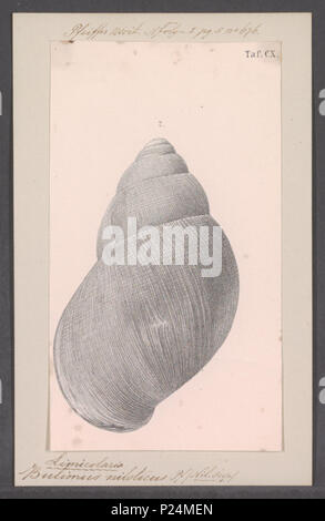 . Bulimus niloticus 45 Bulimus niloticus - - Print - Iconographia ...