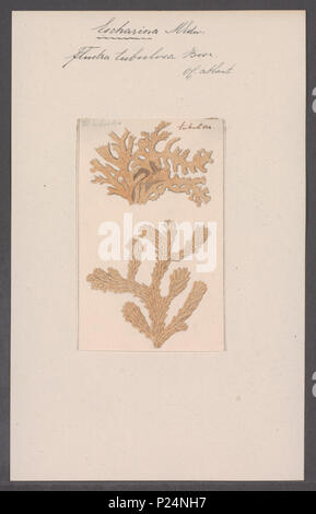Flustra tubulosa, Print Stock Photo - Alamy