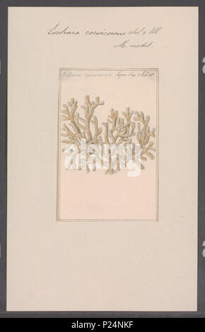 Eschara cervicornis, Print Stock Photo - Alamy