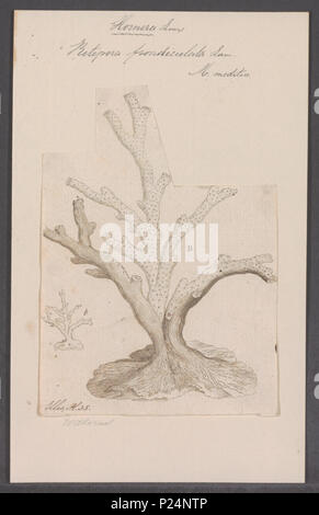 . Hornera frondiculata 152 Hornera frondiculata - - Print ...