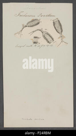 Trichocerca pocillum, Print Stock Photo - Alamy