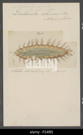 . Lepidonotus squamatus 173 Lepidonotus squamatus - - Print ...