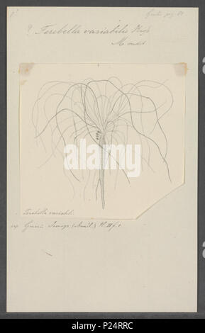 Terebella variabilis, Print Stock Photo - Alamy