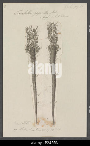 Terebella gigantea, Print Stock Photo - Alamy