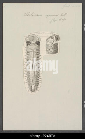 . Pectinaria capensis 219 Pectinaria capensis - - Print - Iconographia ...