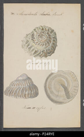 . Monodonta spec 195 Monodonta spec. - - Print - Iconographia Zoologica ...