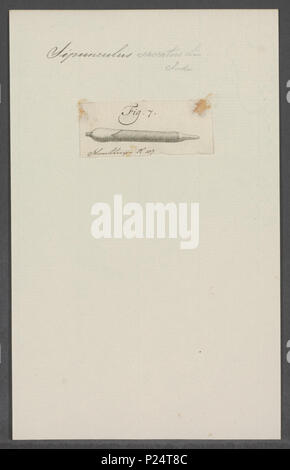 Sipunculus saccatus, Print Stock Photo - Alamy