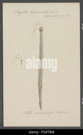 279 Sagitta bipunctata - - Print - Iconographia Zoologica - Special ...