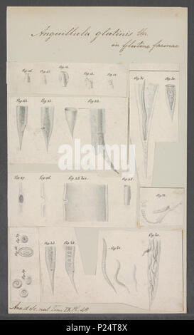 . Anguillula glutinis 18 Anguillula glutinis - - Print - Iconographia ...