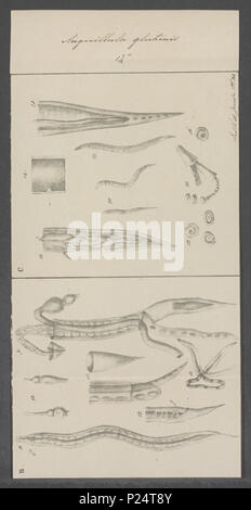 . Anguillula glutinis 18 Anguillula glutinis - - Print - Iconographia ...