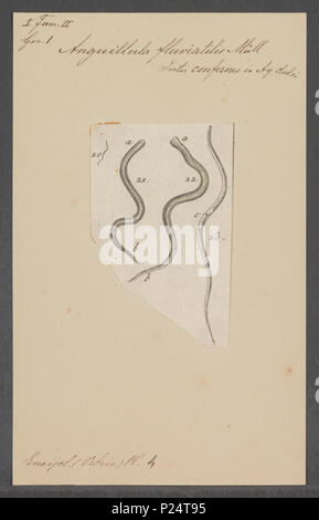 Anguillula fluviatilis, Print Stock Photo - Alamy