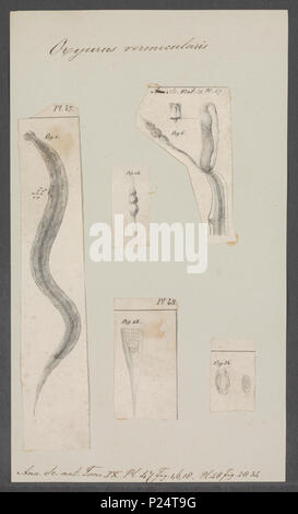 Oxyurus vermicularis, Print Stock Photo - Alamy